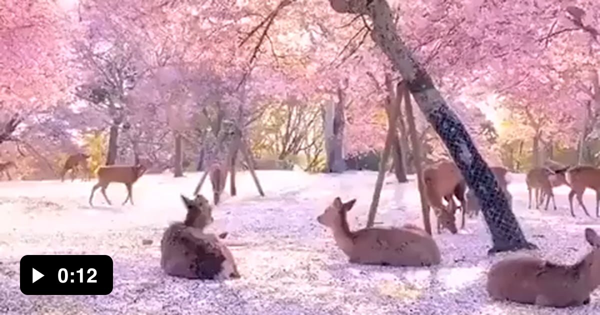 Spring at Nara Park - 9GAG