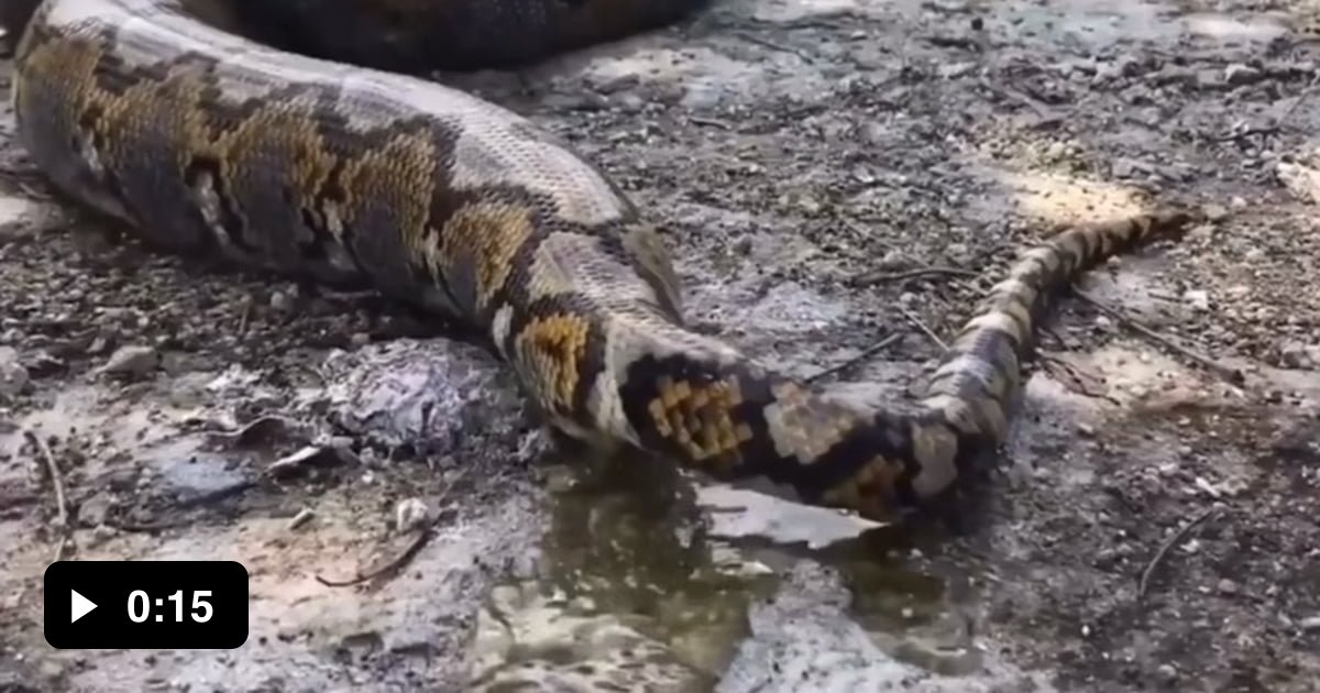 Have you guys ever saw snake pooping? - 9GAG