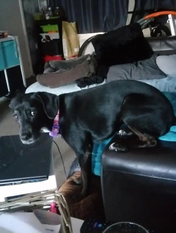 Just trying to find the perfect spot. - 9GAG