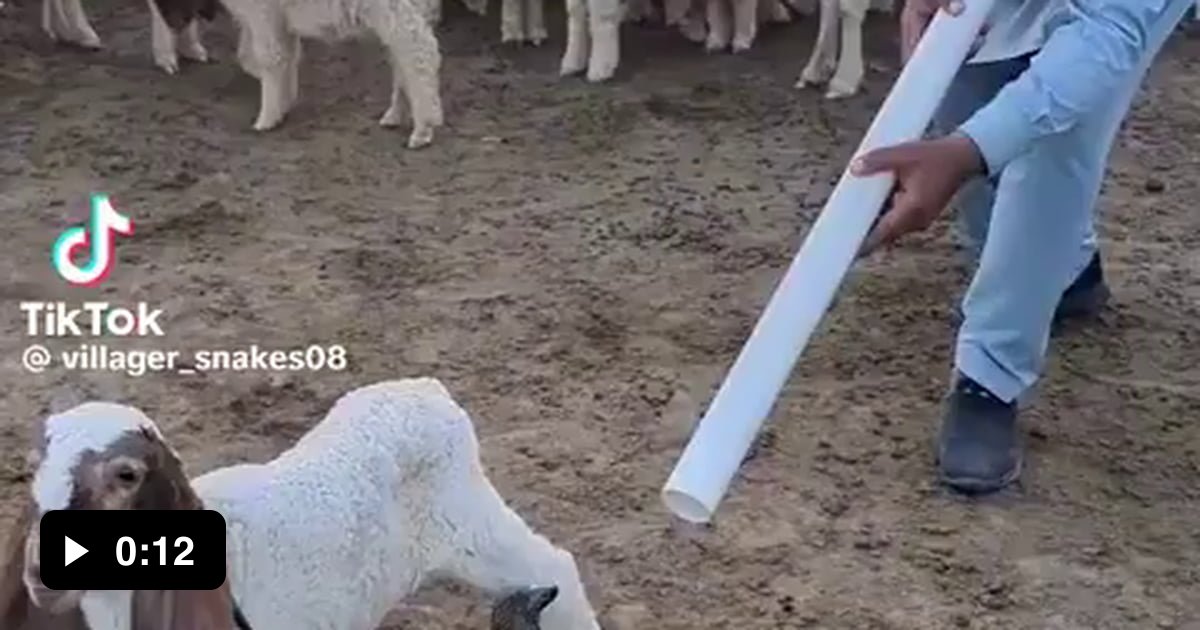 Hero saves baby goat - 9GAG
