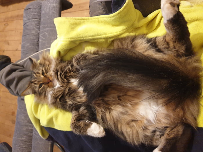 KEVIN. Look at my floofy tail. - 9GAG