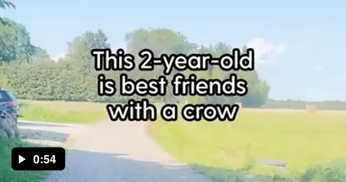 A Wild Crow Is A Friend To A Child - 9GAG