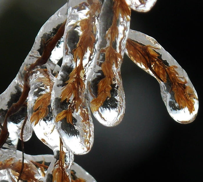 A plant trapped in ice - 9GAG