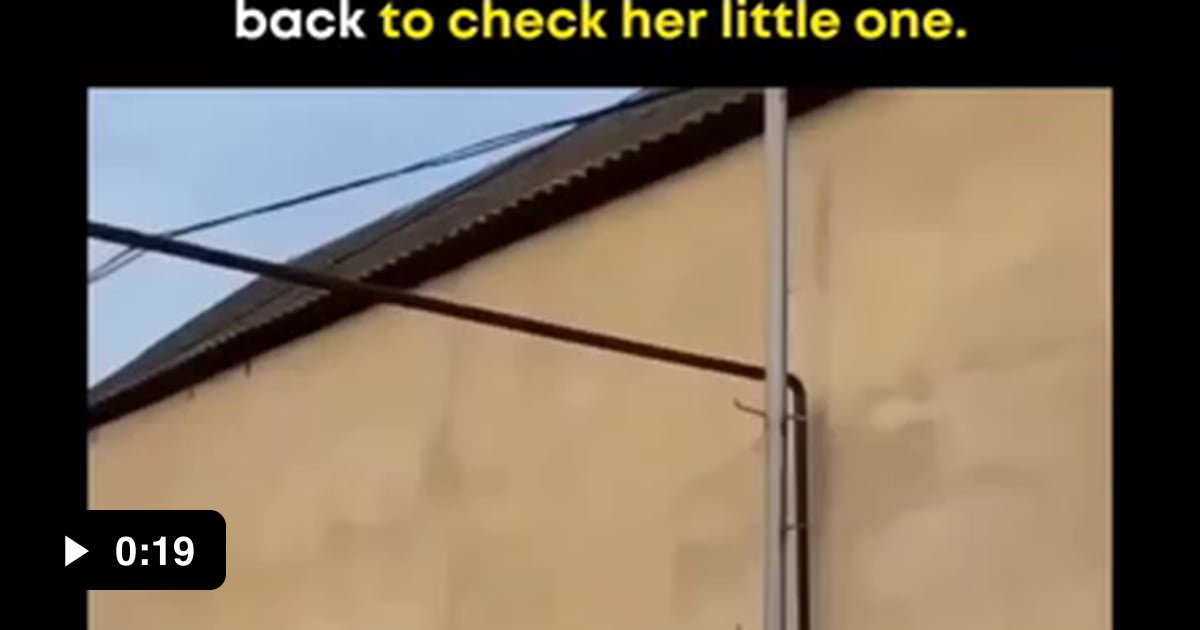 Every 10 steps she takes, she looks back to check her little one . - 9GAG