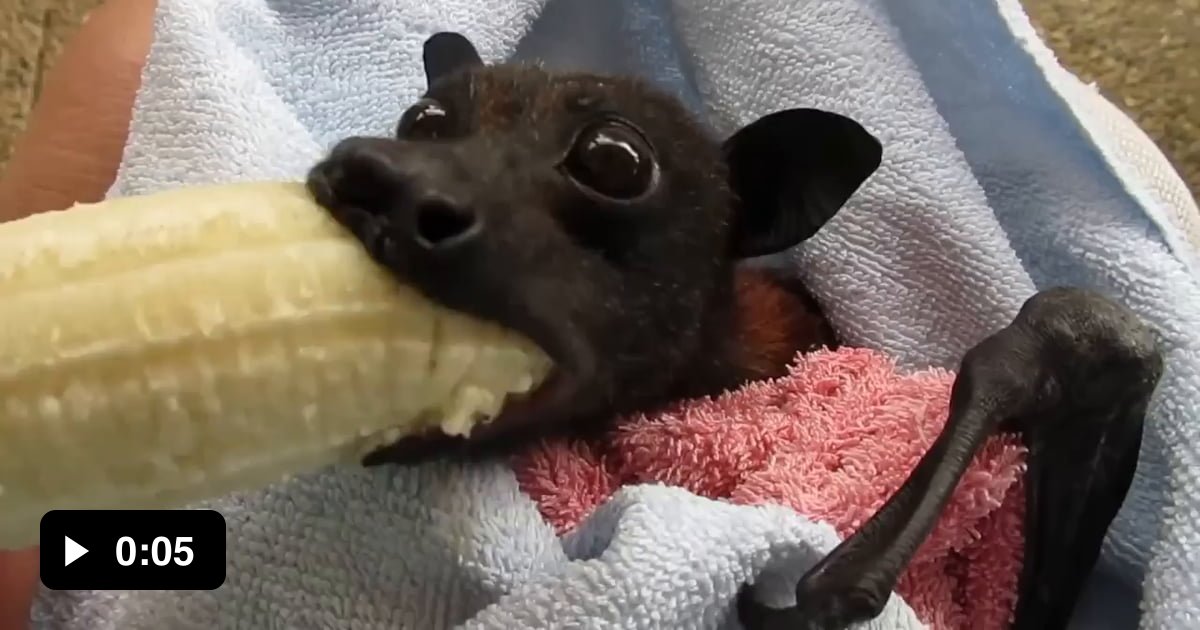 Bat eating a banana - 9GAG