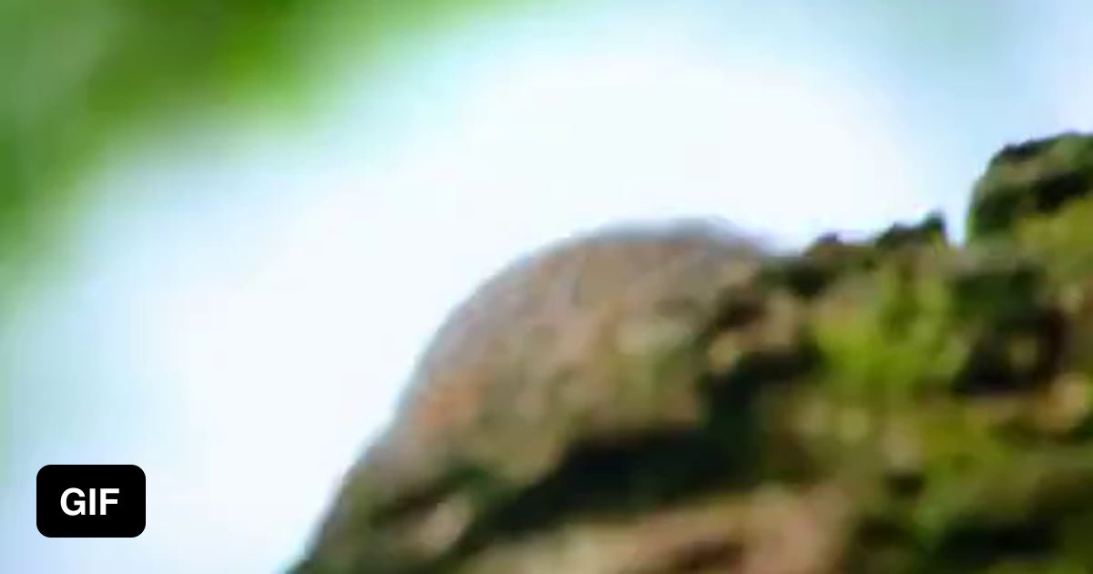 Marvelous Creatures. - 9GAG