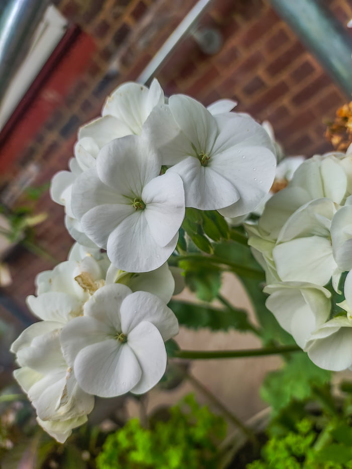 Sharing my flower gallery day 29 - 9GAG