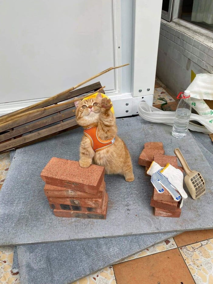 I have no idea whose cat this is. I smiled and shared. - 9GAG