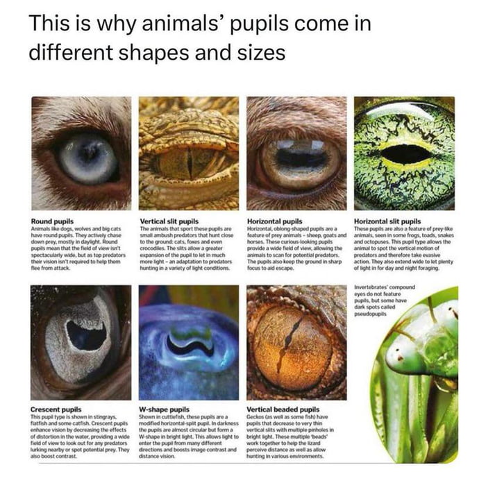 A Cool Guide to pupils - 9GAG