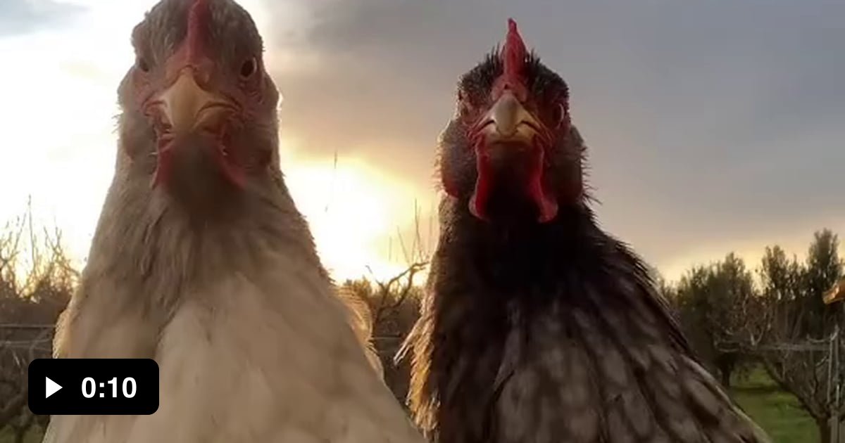 Cool Chicks 9gag