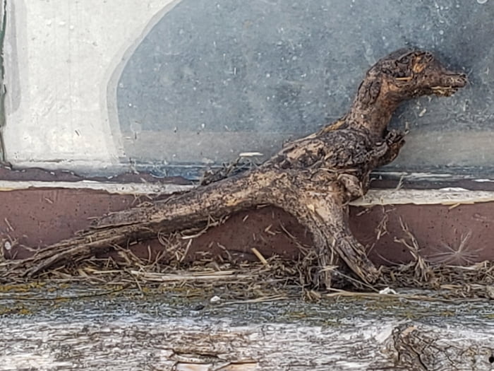 The Elder Ent, Lignumsaurus - 9GAG