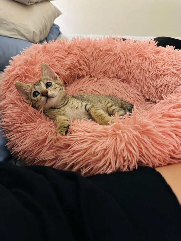 Baby mini tiger - 9GAG