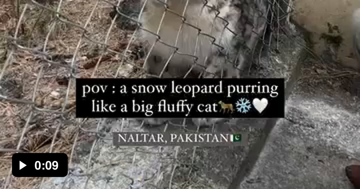 Wild Snow leopard purring like a Cat - 9GAG