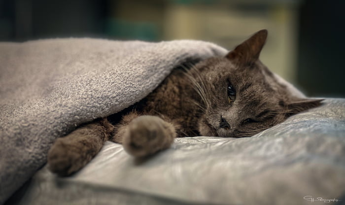 Took her in 13 years ago, queen and ruler of our dogs. Damn acute organ ...