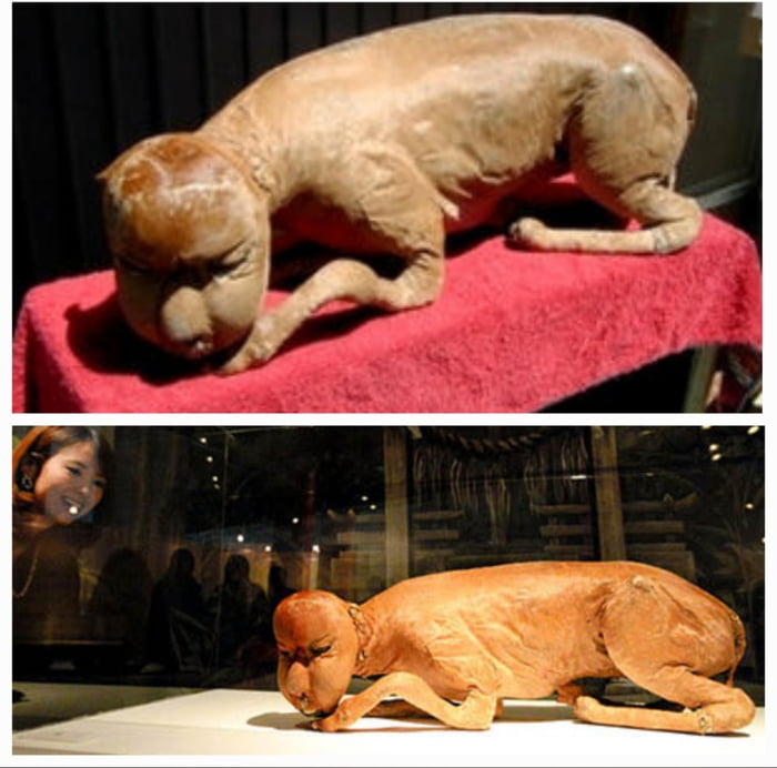 The kudan is a yokai with the body of a cow and the face of a human ...