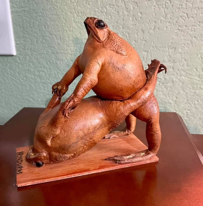 Toads wheep barrow race - 9GAG