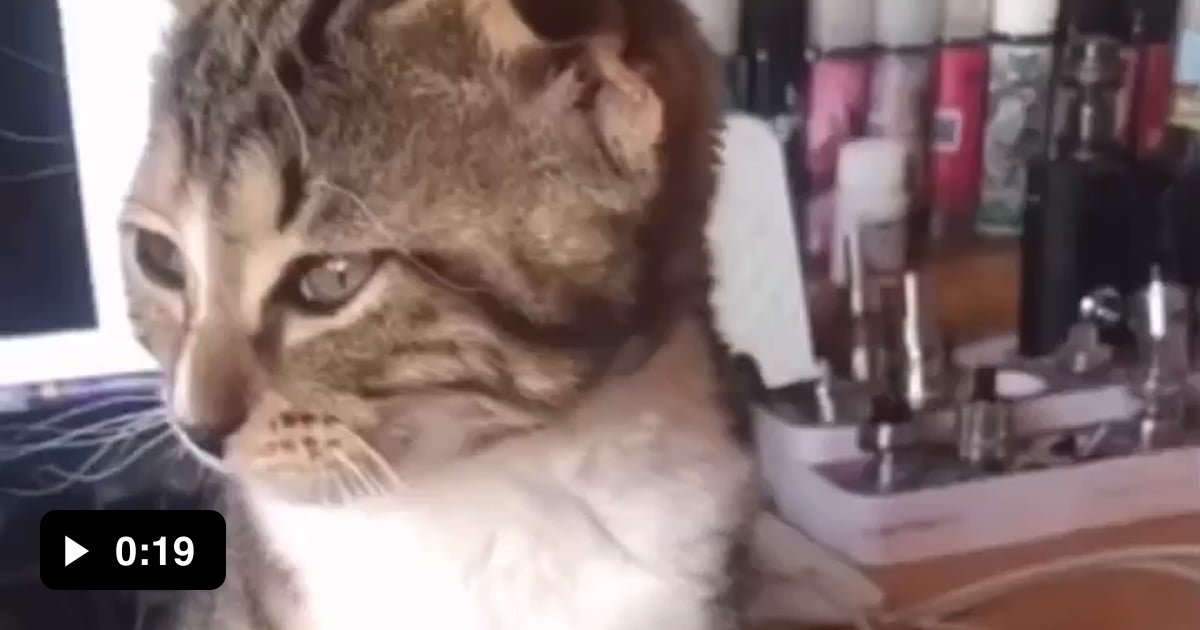 The way this cat goes into its cup - 9GAG