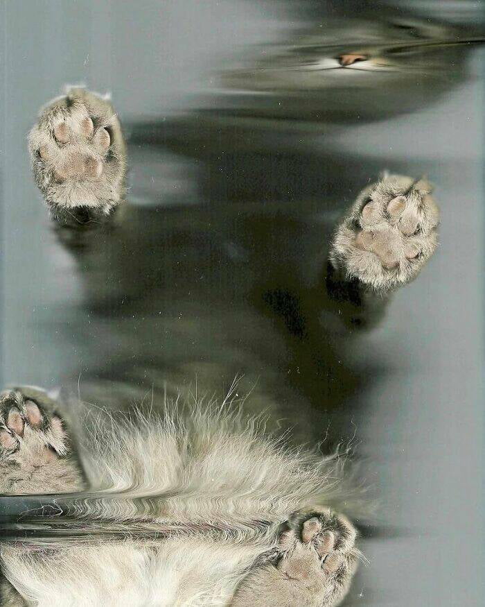 "Cat Scans” - A Series Of Cats Placed On Flatbed Scanners" - 9GAG