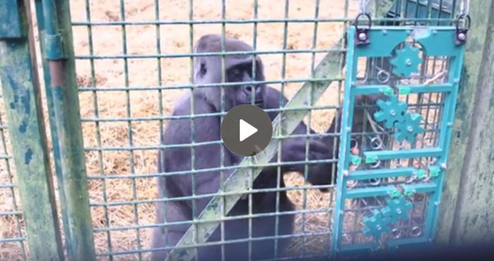 A monkey solving a complex problem - 9GAG