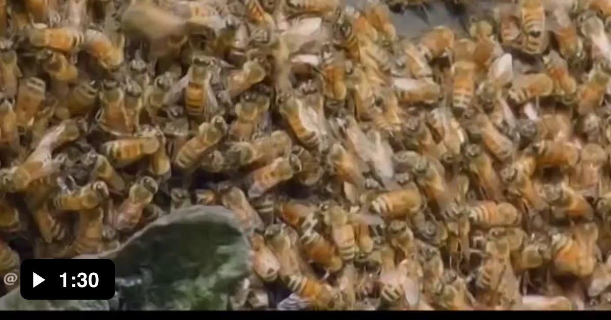 Birbs and the bees. - 9GAG