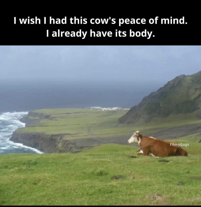 Gym goals: cow body, zen mind - 9GAG