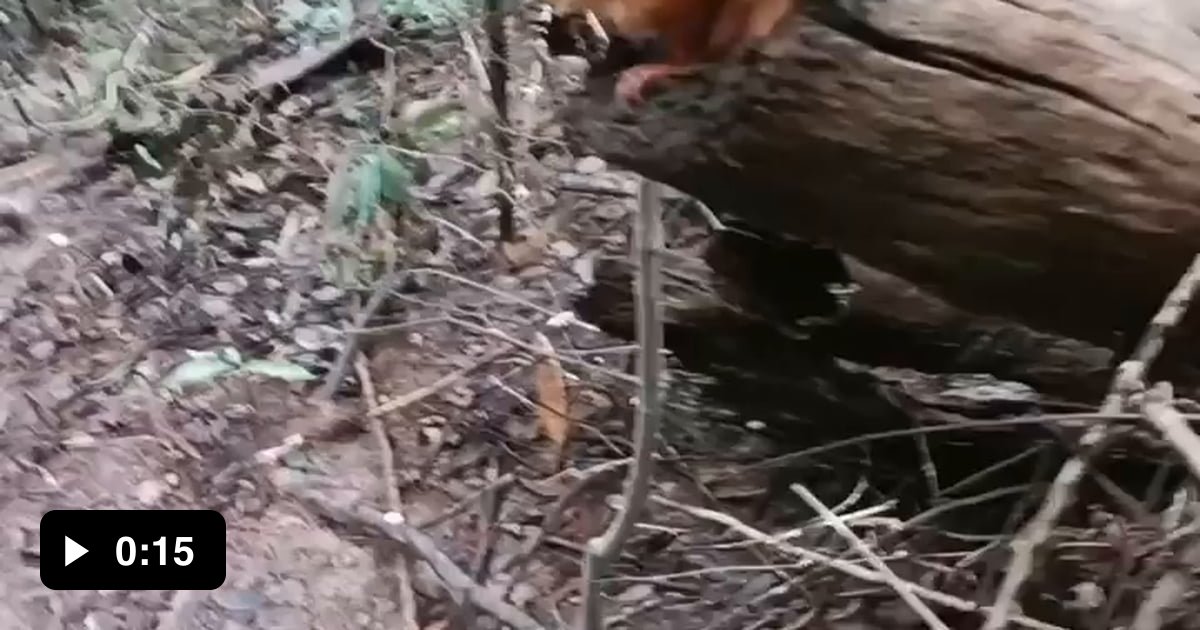 A flying squirrel glides through the forest, a true marvel of nature's ...