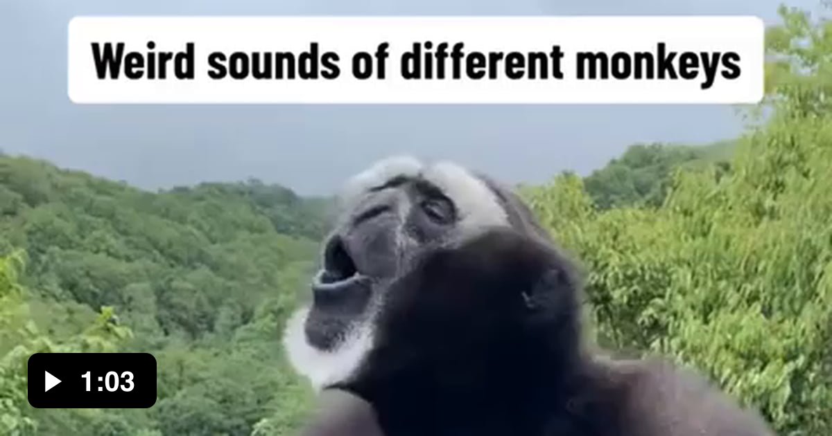 Different monkey species with very unique sounds. - 9GAG