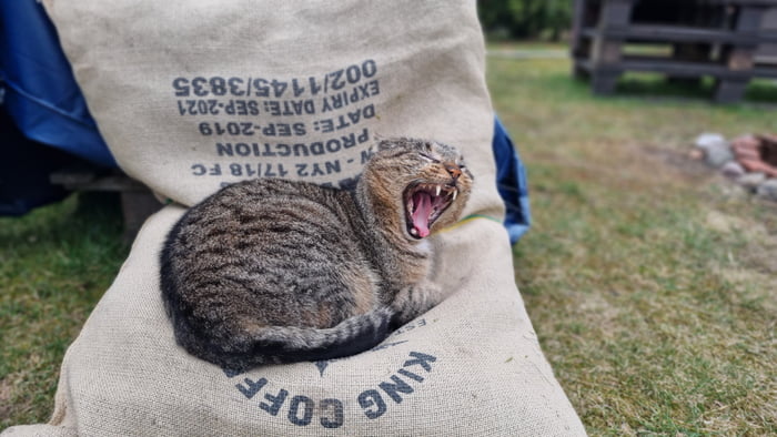 I made this picture today and I like my cat. End of message. - 9GAG