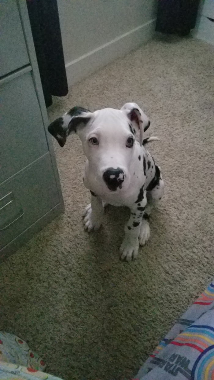 He was so tiny as a pup - 9GAG