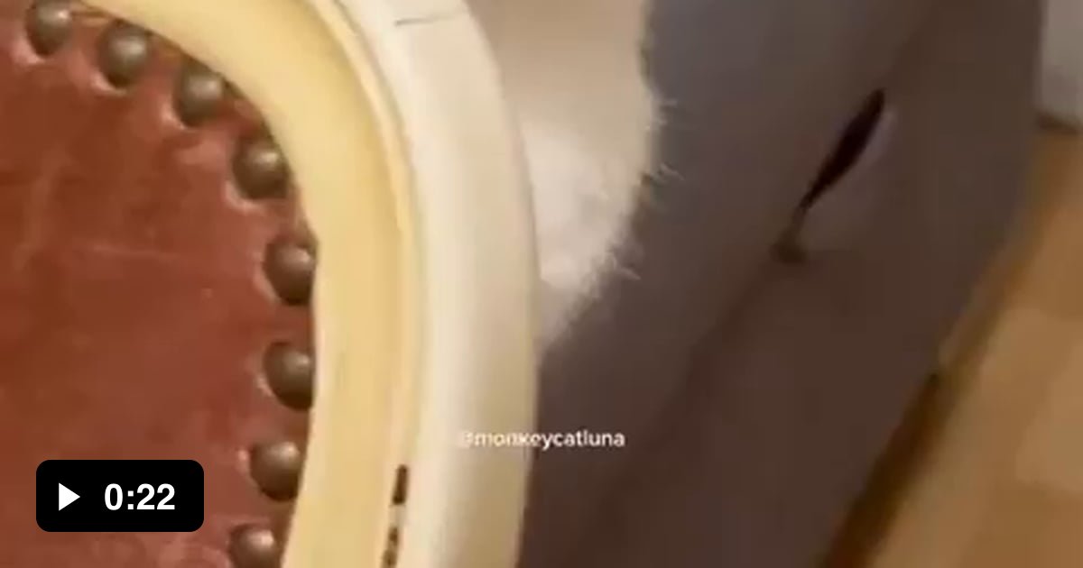 Only cat content - 9GAG