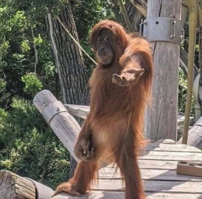 The monke is calling you. Do you answer? - 9GAG