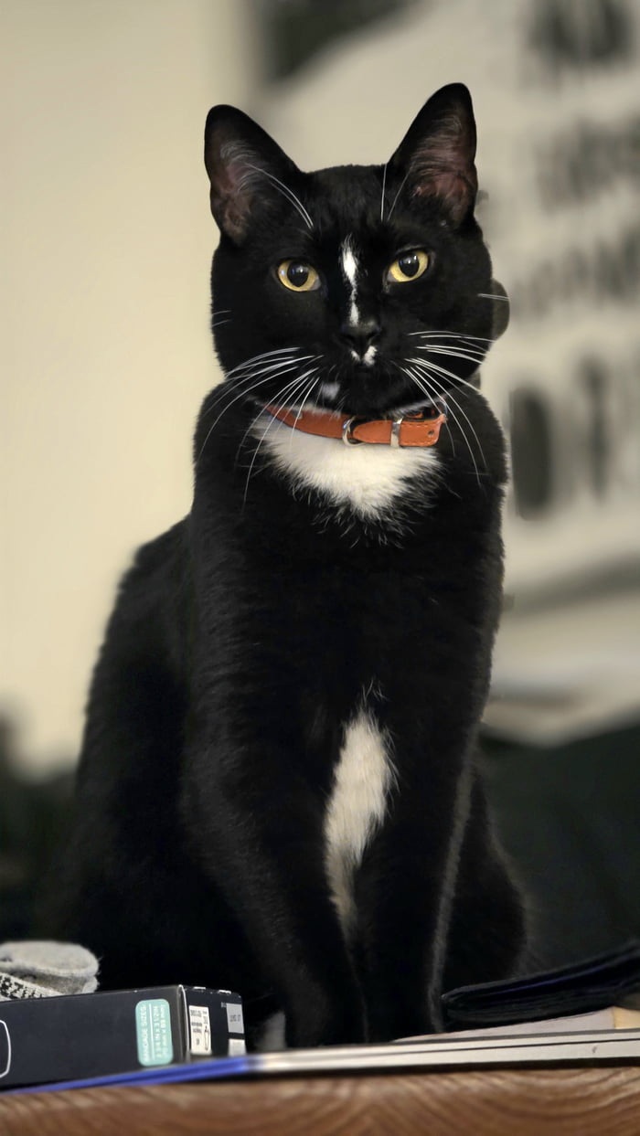 My handsome boy, Ziggy - 9GAG