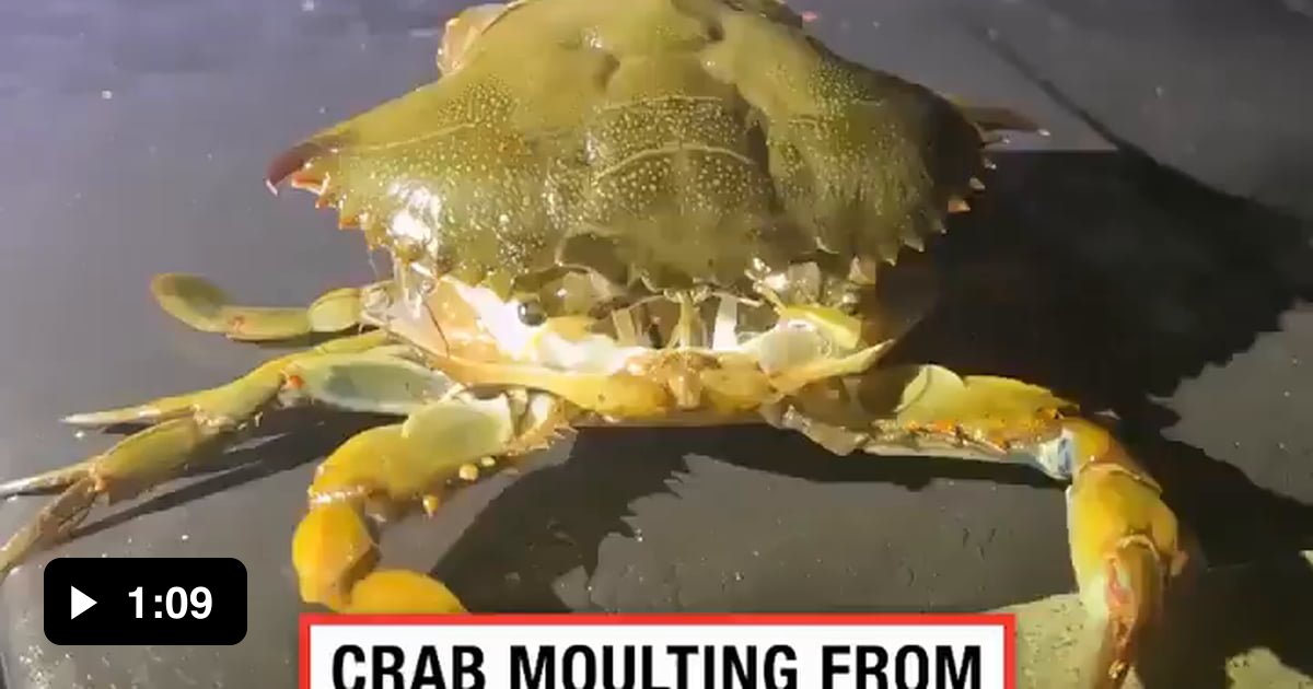 Crab: hey yo check this out - 9GAG
