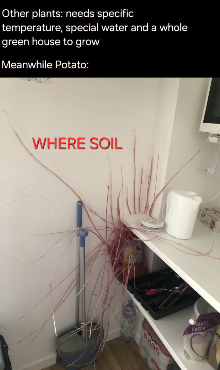 Potato conqueror of the kitchen - 9GAG