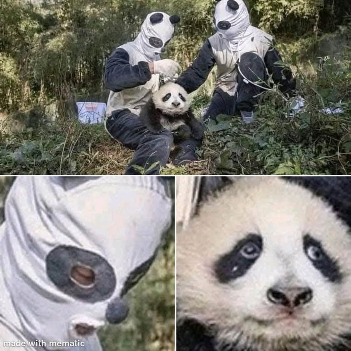 I think the Panda knows... - 9GAG