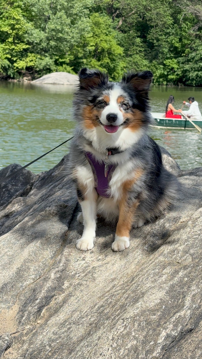 My dog wishes you have a peaceful day - 9GAG