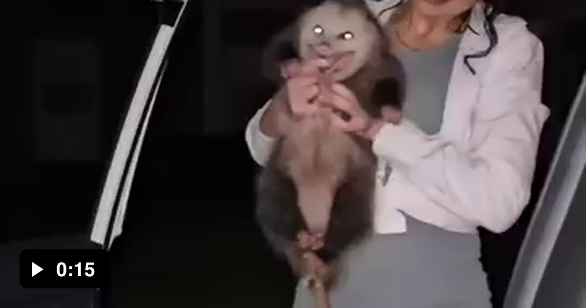 Just a big rat - 9GAG