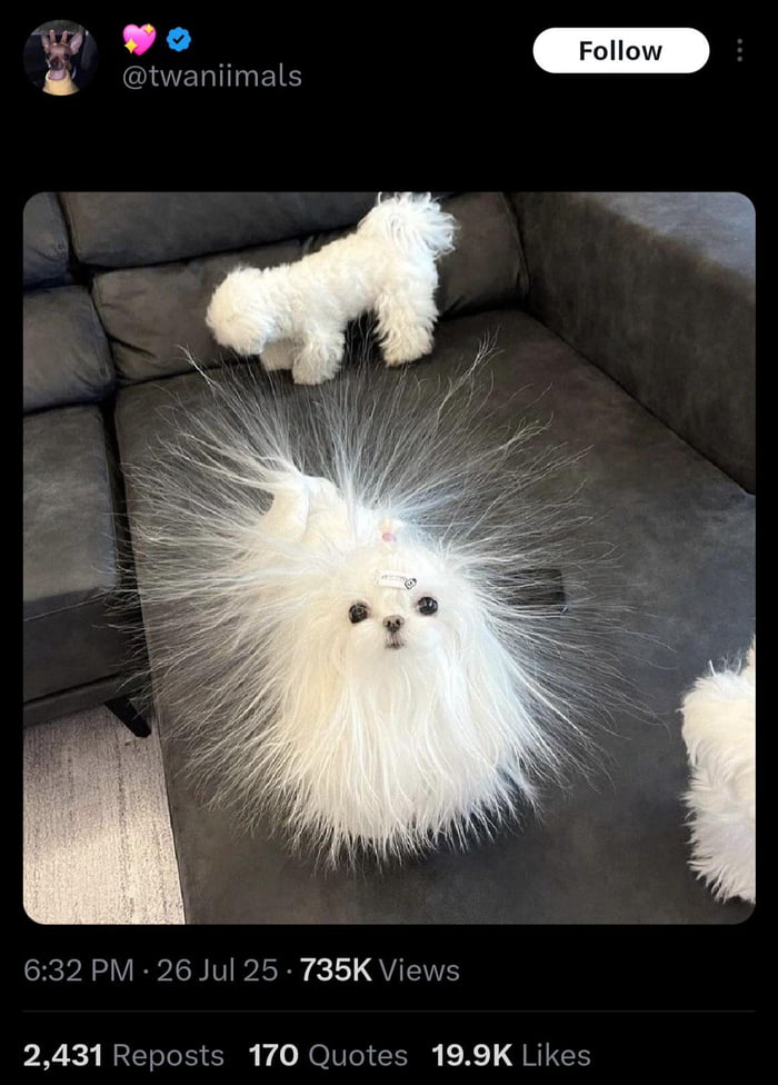 Static electricity is wild on this dog - 9GAG