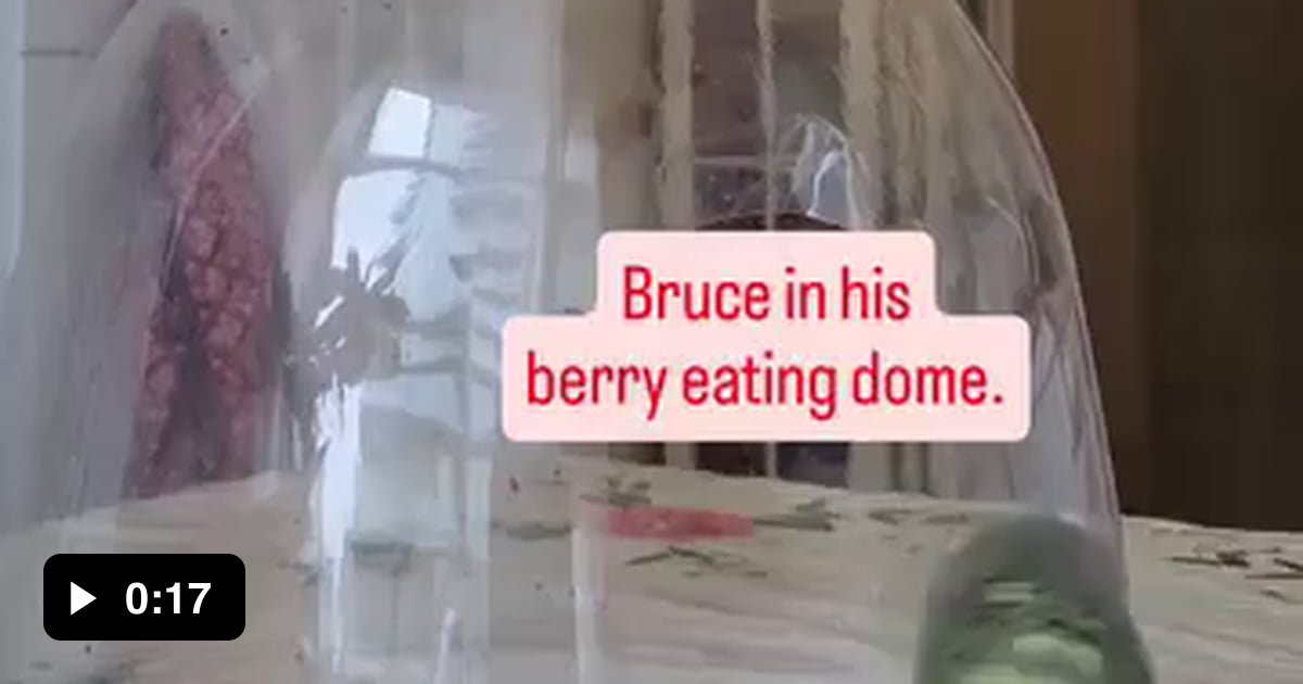 Bruce has no chill. - 9GAG