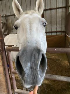 MUST BOOP SNOOT - 9GAG