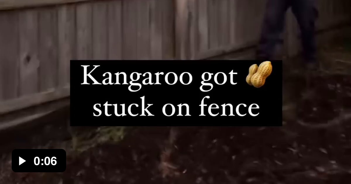 Kangaroo balls stuck on the fence - 9GAG