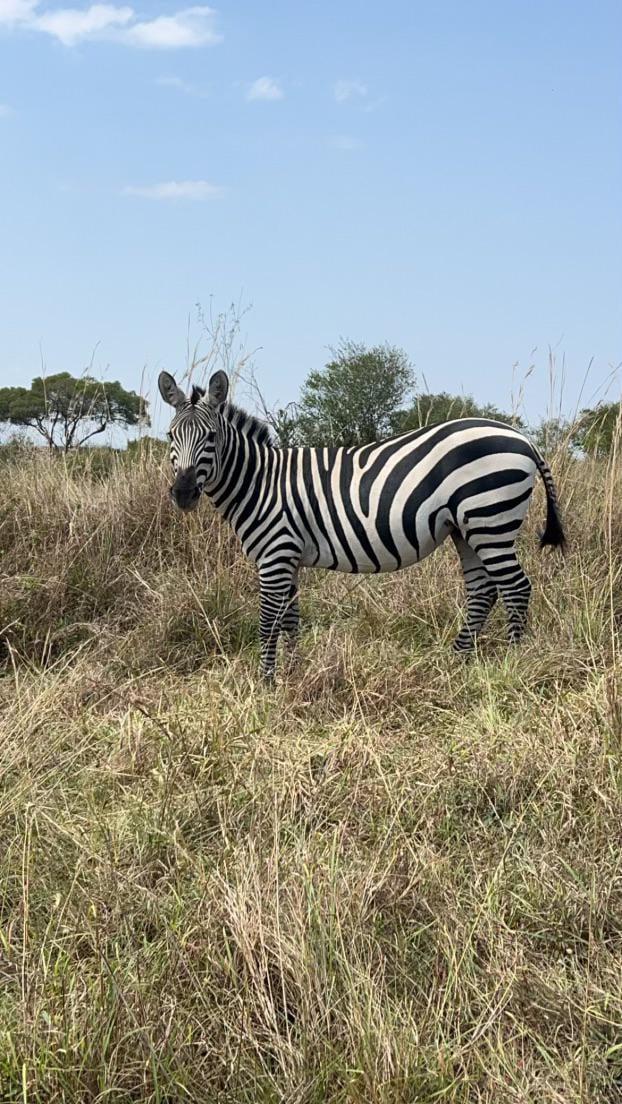 Zebra in Africa. Their stripes confuse predators. They can’t ...