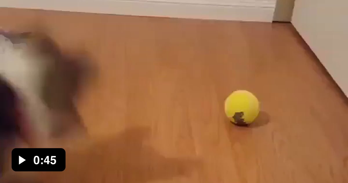 His first tennis ball. - 9GAG