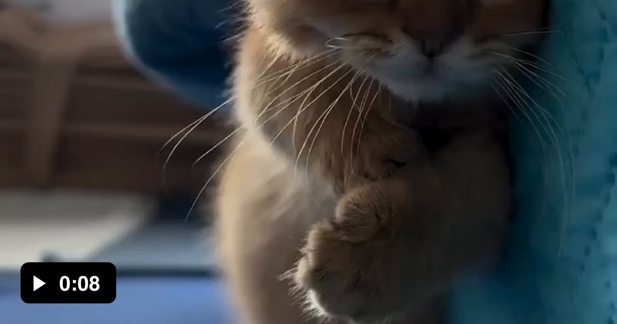 Say Good morning to kitty - 9GAG