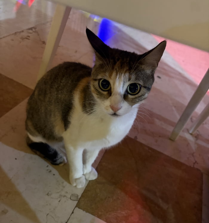 This is our hotel cat „Pimpi“ - 9GAG