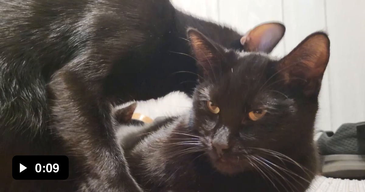 He may look angy but he loves the attention - 9GAG