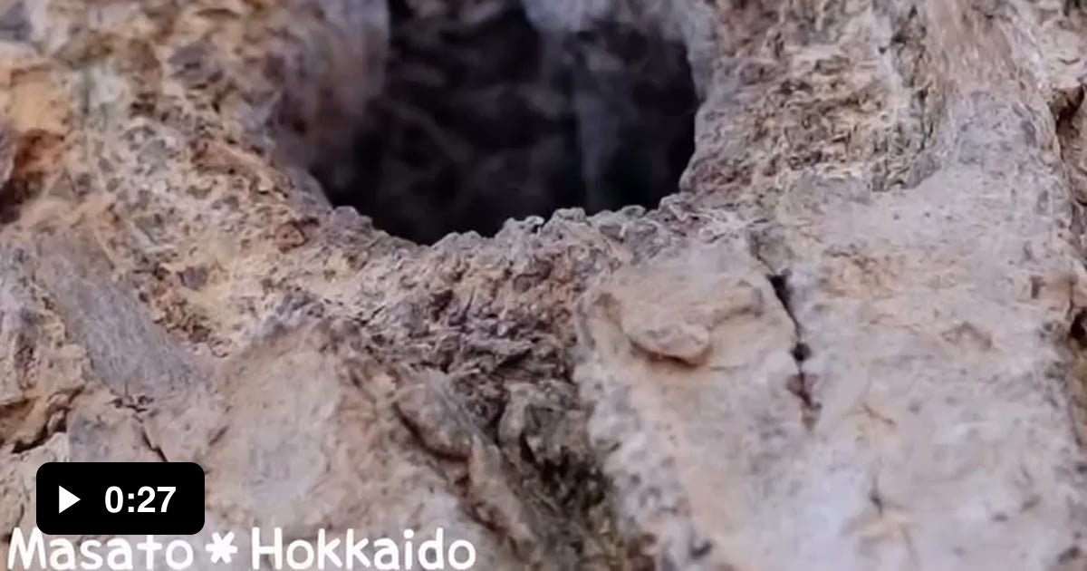 Japanese Flying Squirrel (Nihon momonga): A cute old world squirrel ...