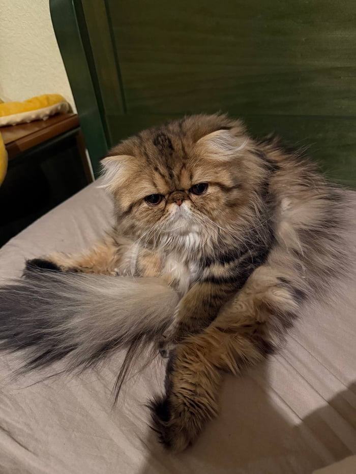 My cat found his tail and now he sits confused - 9GAG