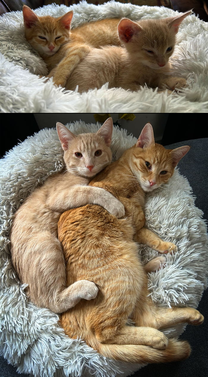 Orange kittens to orange cats - 9GAG