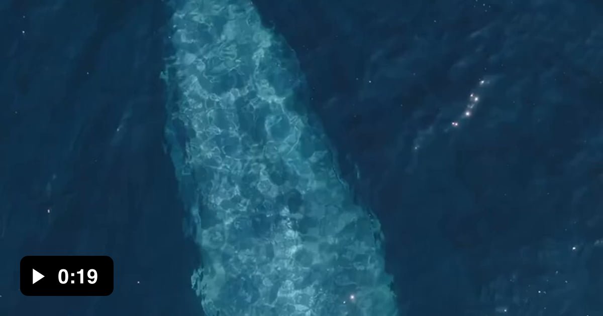 Blue whale, mega 'god mode' gulp - 9GAG